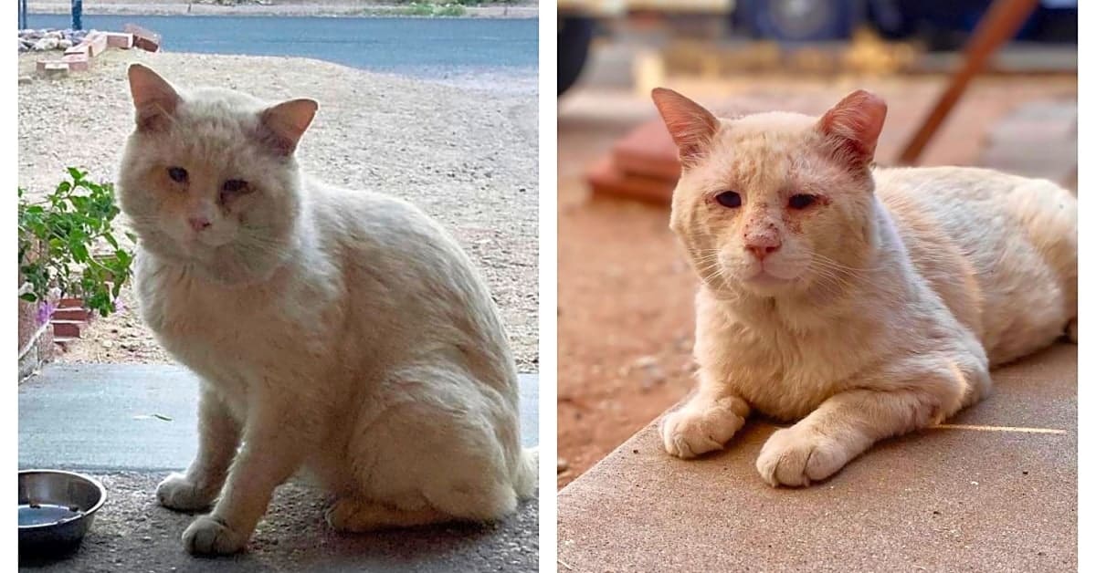 Do neutered male cats look like female cats? - Cats Lovers Community